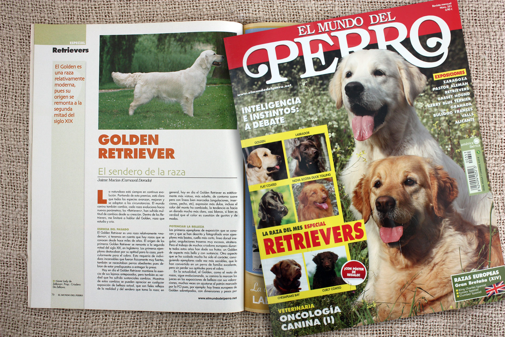 El sendero de la raza > Golden Retriever Carnaval Dorado